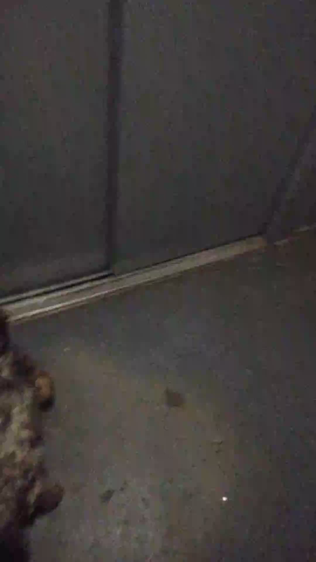 Прогулки с собаками, 29-авг-2024