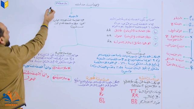 المحاضرة : 3 (نظريات مندل) الفصل الخامس