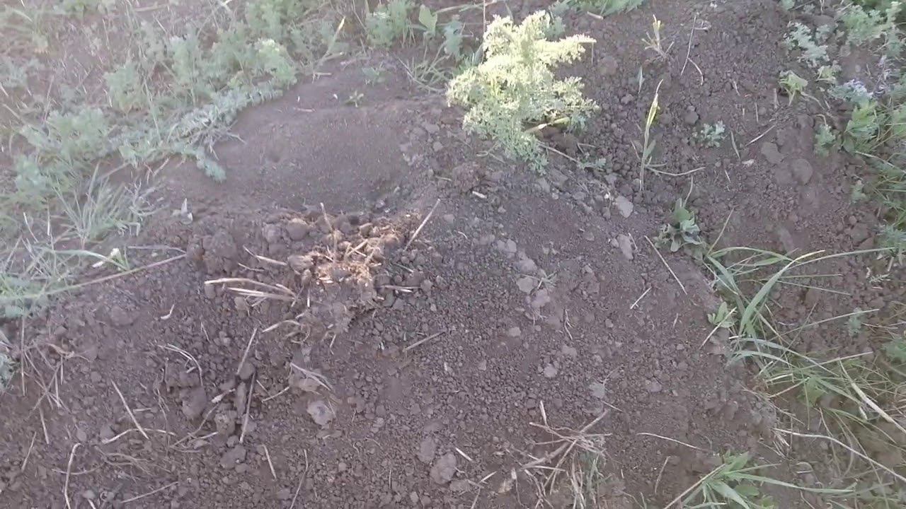 Где бесплатно взять землю для рассады и не только.