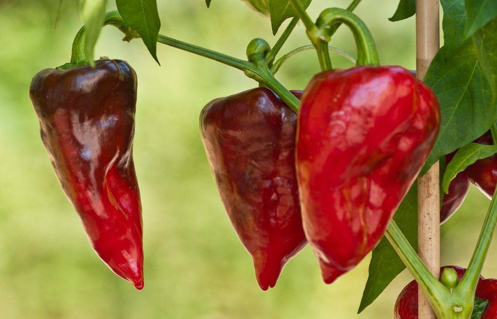 Как пикировать перцы.mp4