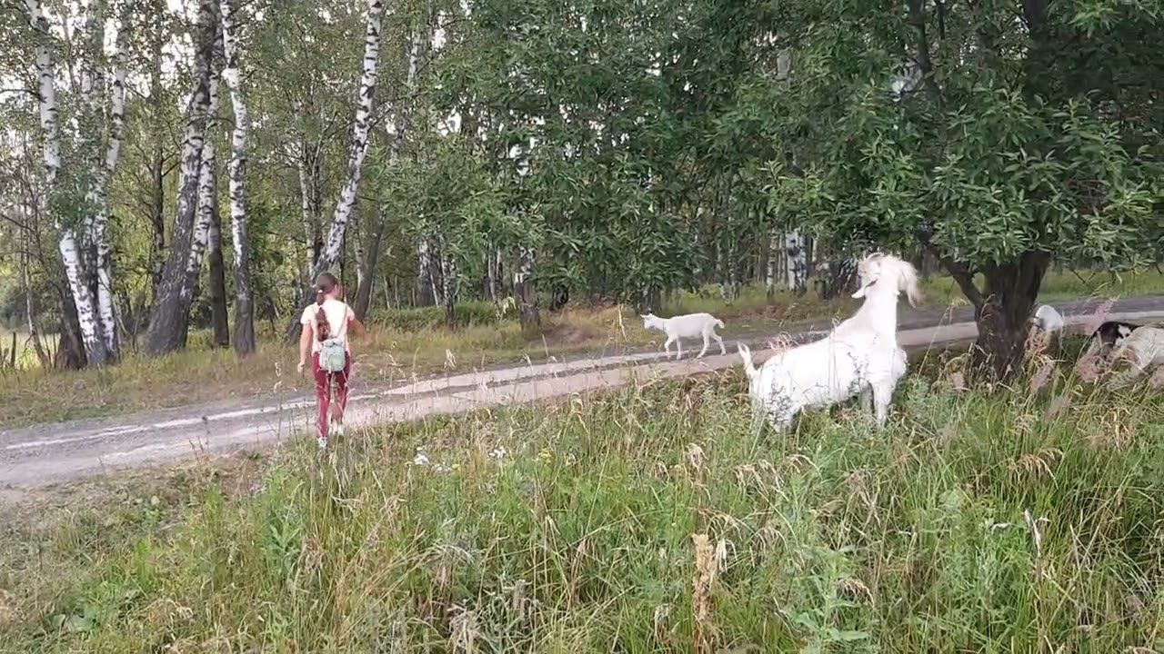 Козы и дерево. Марьинское. 22.07.2023