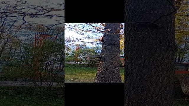 Парк на Крестовском острове , Диво остров