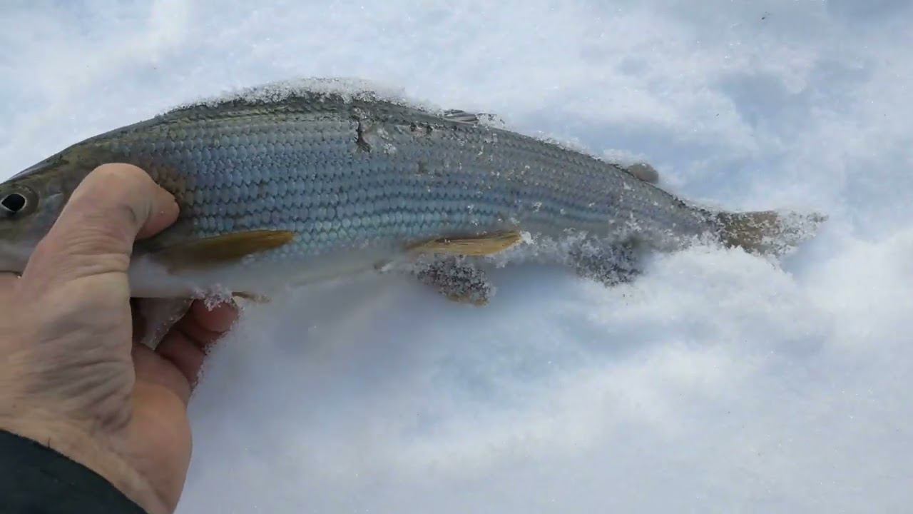 Рыбалка на речке Лысьва в марте месяце 2022 года