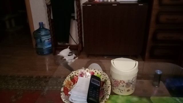 Кошечке скоро год