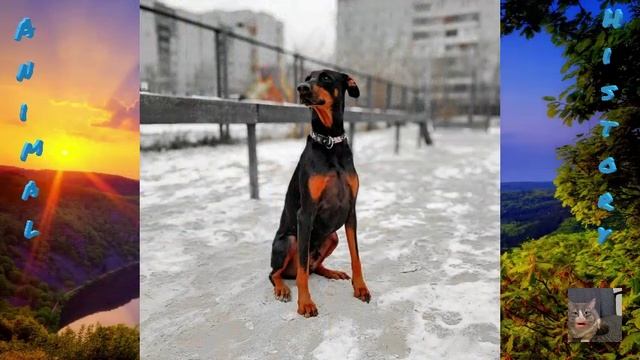 Он был истощен, просвечивали ребра