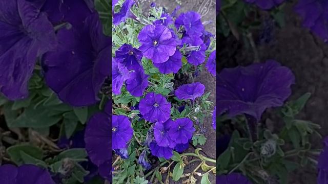 Петунии цветут