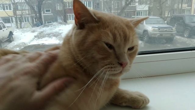 Забавный шотландский кот Персик и дворянка Снежка