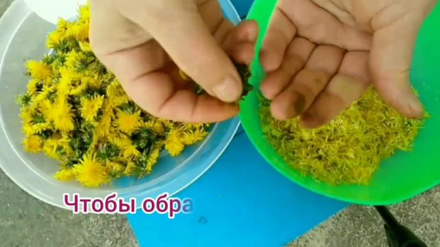 Одуванчики🌸 (из серий полезные травы)