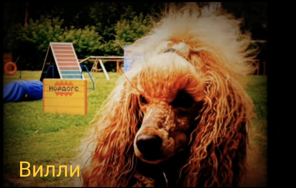 Вилли - пудель Цирковая дрессировка ✨️