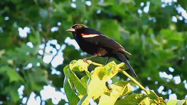 Лес с водопадом. Фото. Пение Птиц. Звуки Природы