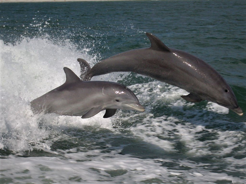 Дельфины на Аршинцевской косе.