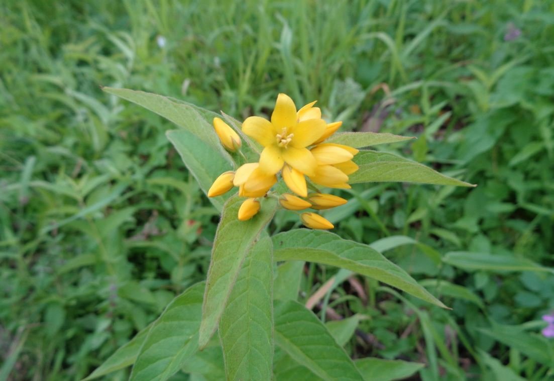 растение медонос, Вербейник Обыкновенный, Lysimachia vulgaris, 21.08.2022, Великий Новгород