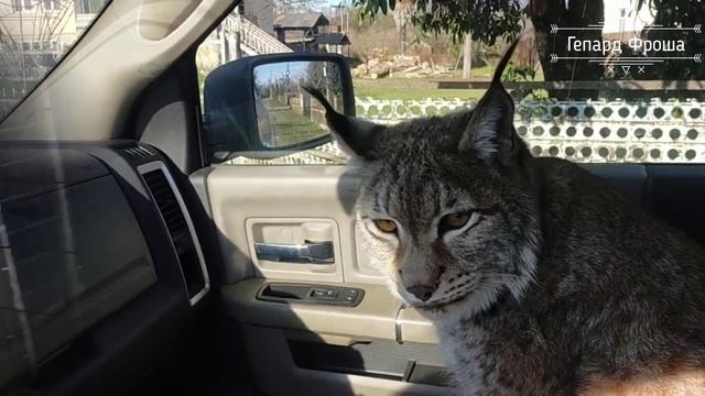 Красавица Рысь Даша-1