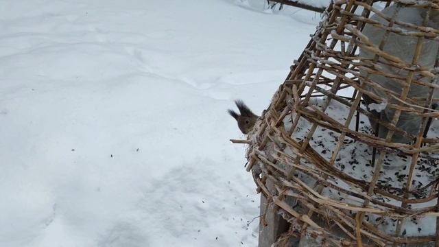 Белка в «Малых Корелах»