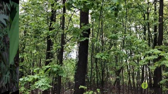 Виртуальная экскурсия по территории памятника «Усадьба Архангельское-Тюриково»