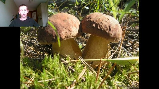 Природа республики Марий Эл