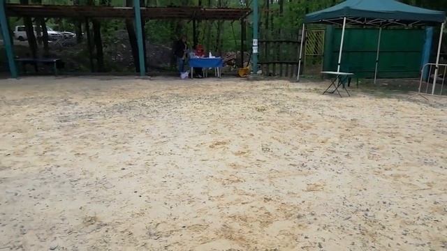 09-05-21 Национальная выставка собак ранга ЧРКФ клуба РГОО РСКЦ _МОНАРХ_,  г. Ростов-на-Дону.mp4