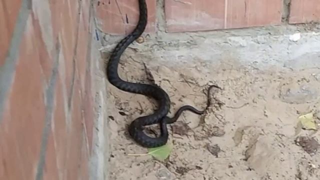 Змеи в городе!!!