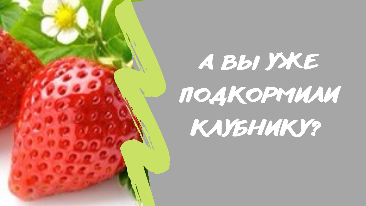 А Вы подкормили клубнику??