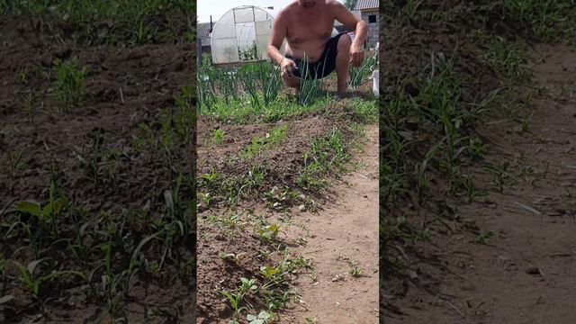 Деревенский трудяга. 
Прополка лука. 
#сад #огород #деревня #деревенскаяжизнь #садовод 
#лето #жара