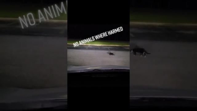 Котик испугался