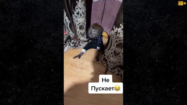 5. Потрачено. Кофеёк. Лучшие приколы 2021, смешные видео и фейлы