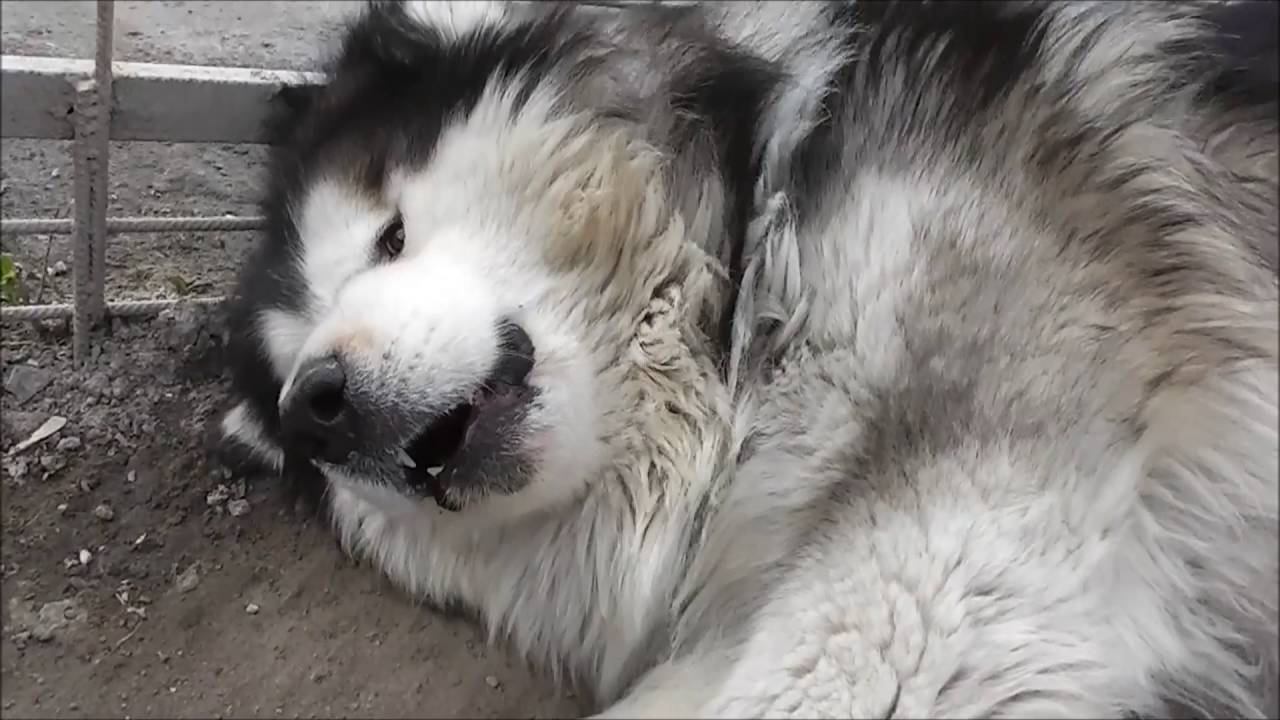 Вовочка - Аляскинский Маламут    в зоогостинице «Территория Животных»