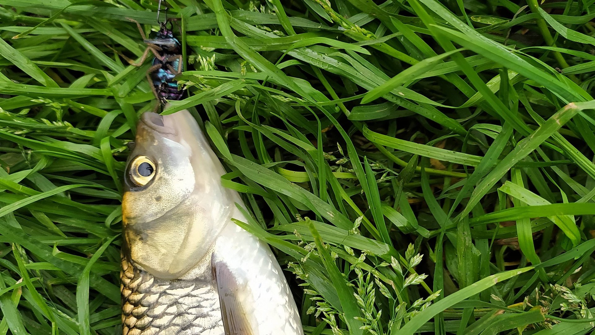 ДЕСНА. Тараканинг в начале августа