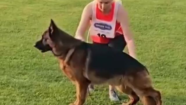 VA 5 🇮🇹 Bull dell’Alto Ofanto стойка