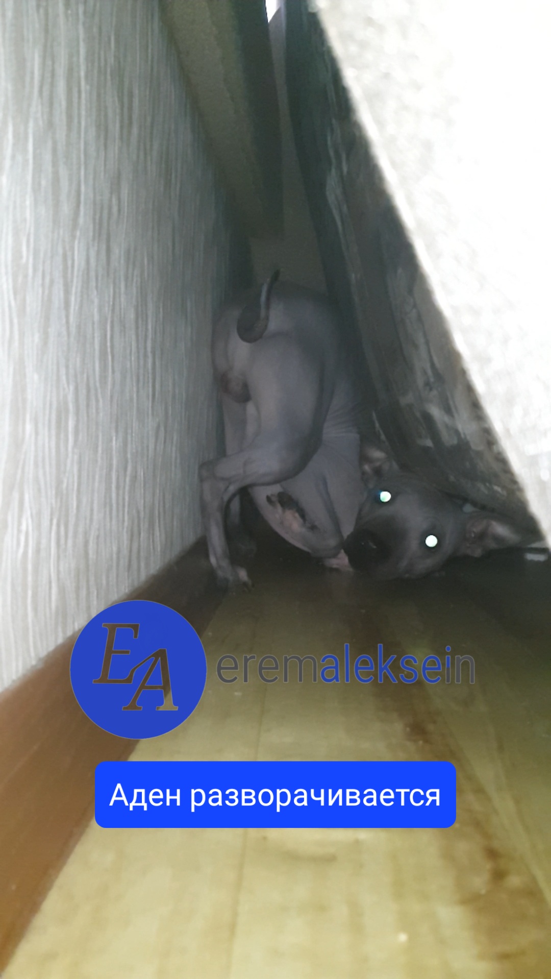 Аден разворачивается / Животные