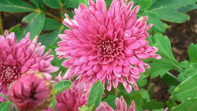 хризантема ОЛИНА