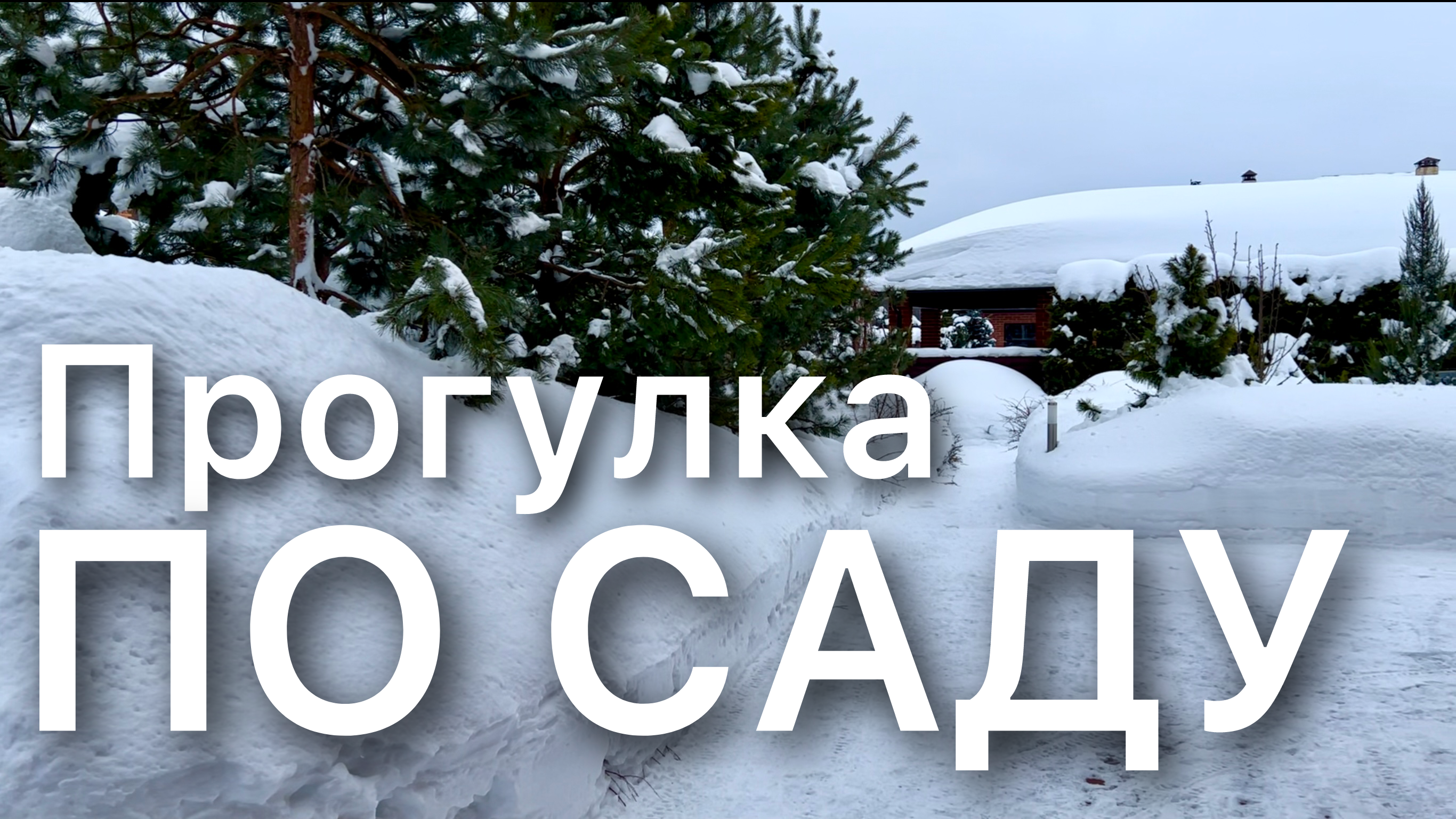 Первый ОБЗОР сада 2024 ХВОЙНЫЕ кустарники РОЗЫ гортензии Ель Туя Пихта Сосна Дерен Дневник садовода