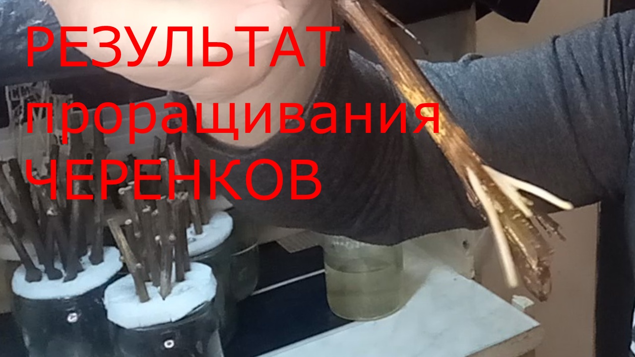 РЕЗУЛЬТАТ ПРОРАЩИВАНИЯ ЧЕРЕНКОВ ВИНОГРАДА