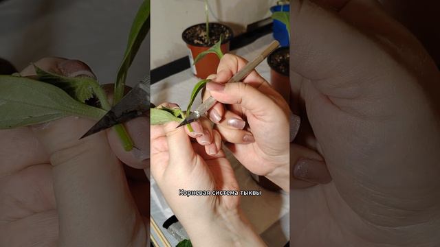 Как привить и вырастить арбуз #shorts #арбуз