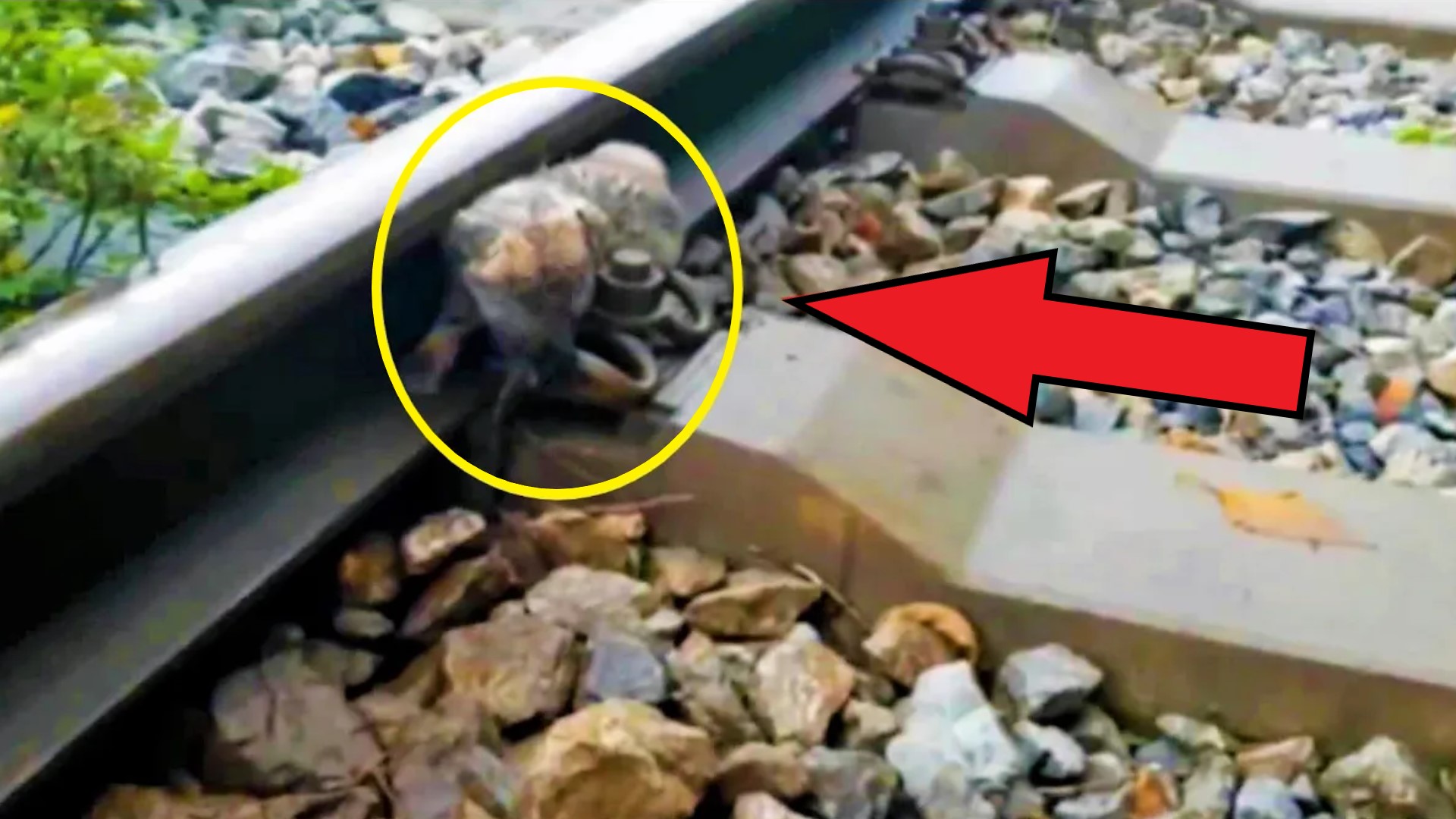 Парень заметил на рельсах крошечного щенка! Действовать нужно было быстро!