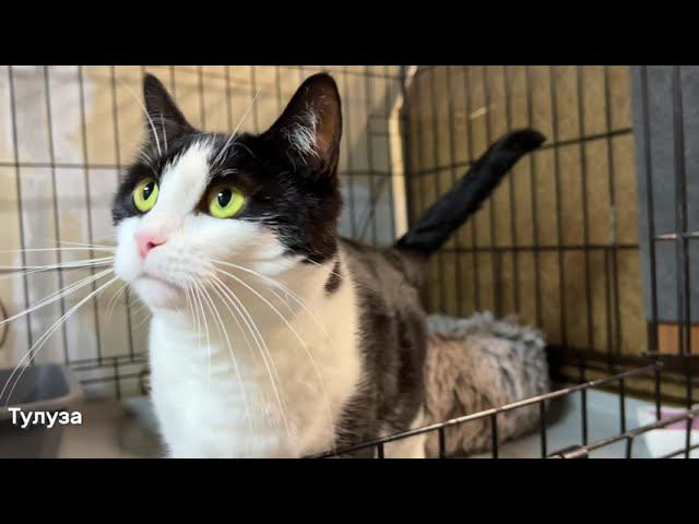 ТУЛУЗА (уже дома)