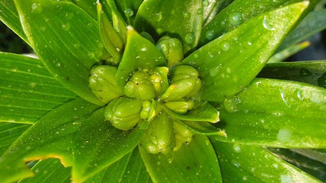 Чего хотят ЛИЛИИ перед цветением? Подкормка для цветущих "пальм". Удивят!!