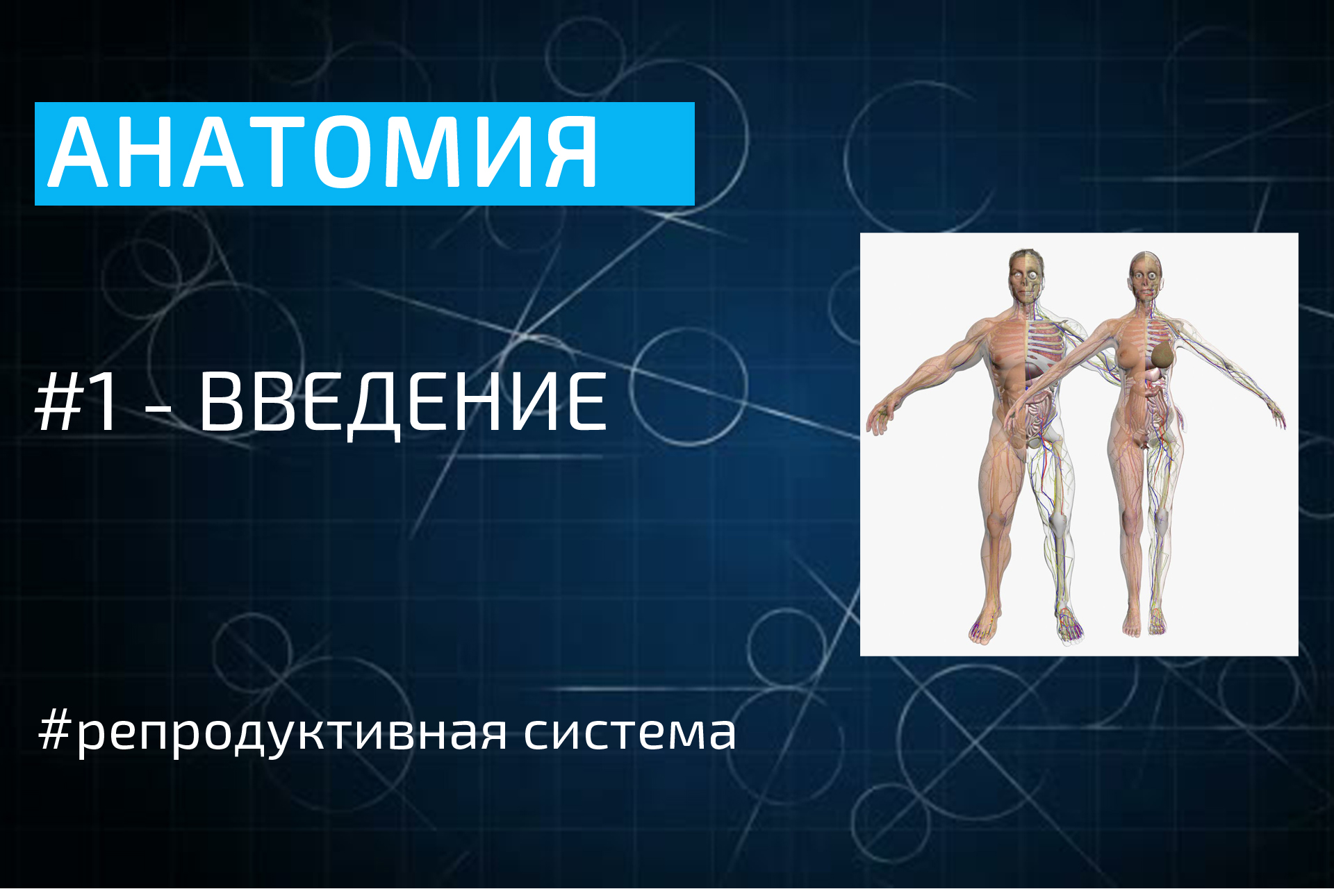 Анатомия: репродуктивная система человека - введение