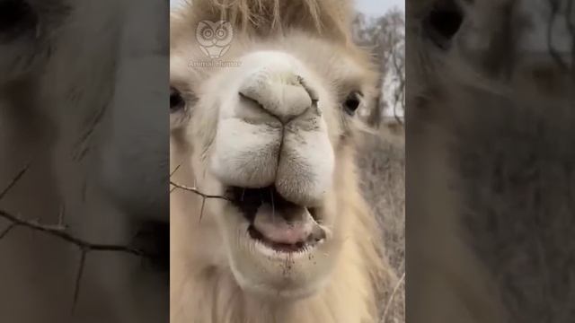 Приятного аппетита, друзья