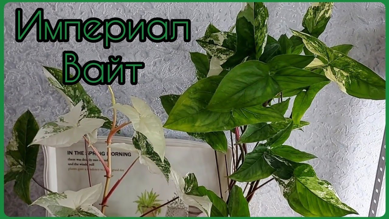 #Спасибо всем, кто откликнулся❤️  #СИНГОНИУМ Империал Вайт и его мутации? Особенности? #листья