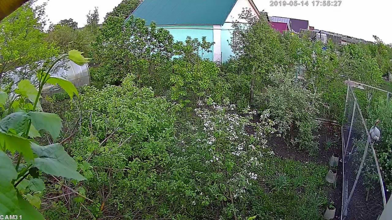 Цесарь в Сухой Лубне (Липецкая область)