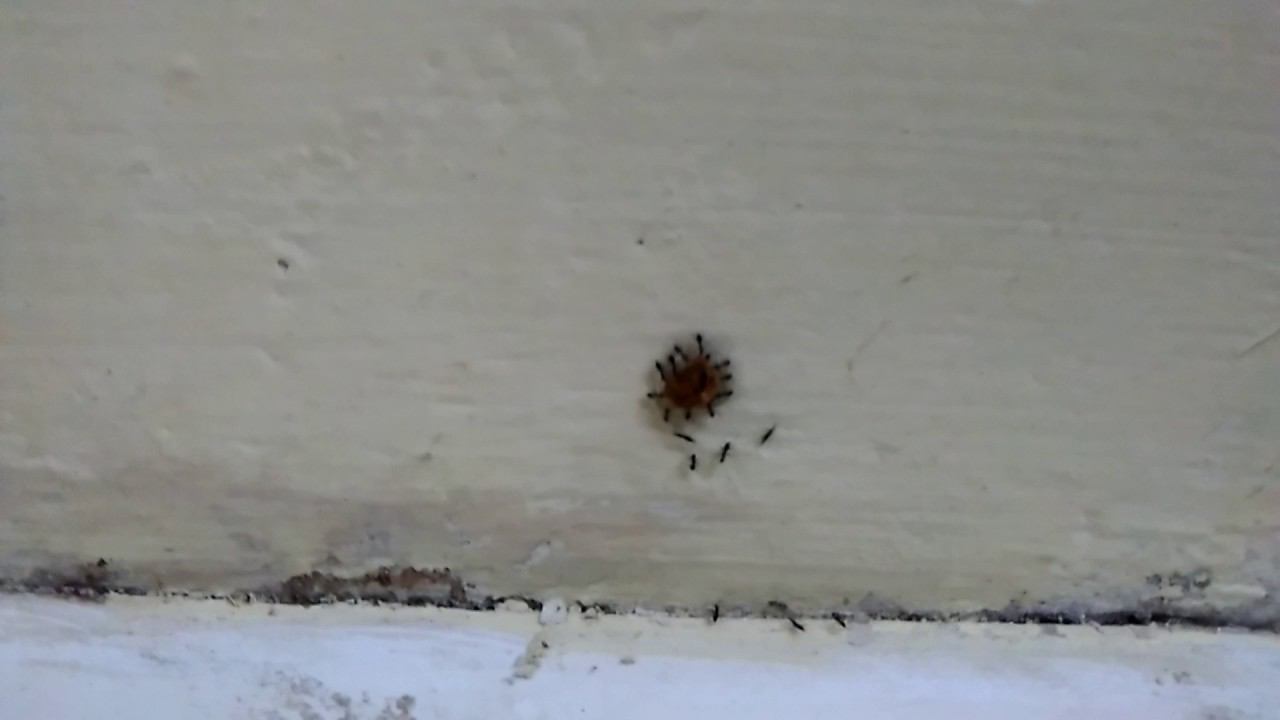 Индийские Муравьи