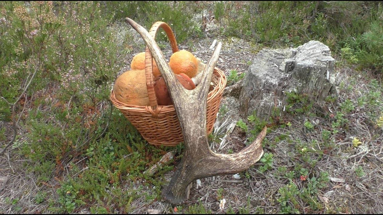 Совмещая приятное с приятным