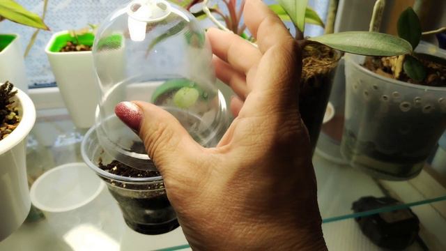 Диоскорея Элифантипес.