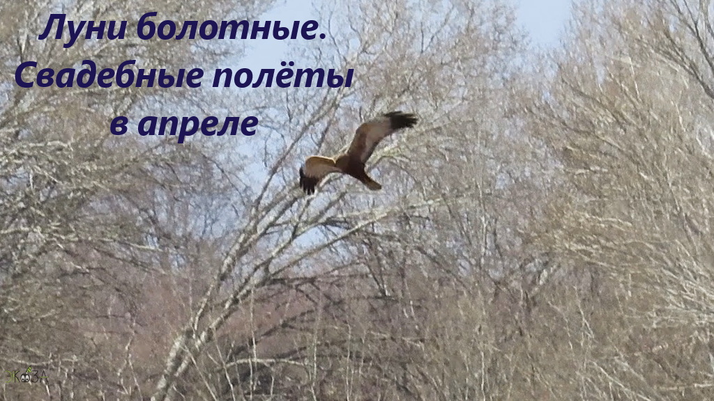 Луни болотные исполняют свадебные полёты в апреле