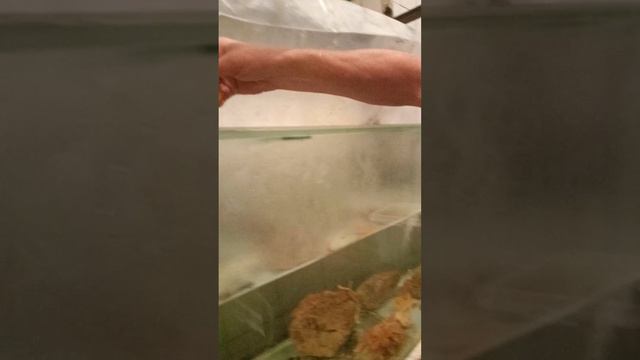 Asterias rubens (L.)