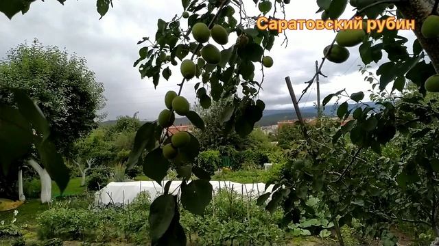 Абрикос Хабаровский. Южный Урал. 16.07.2023