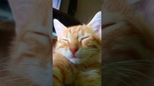 вот такая рыжая коша .mp4