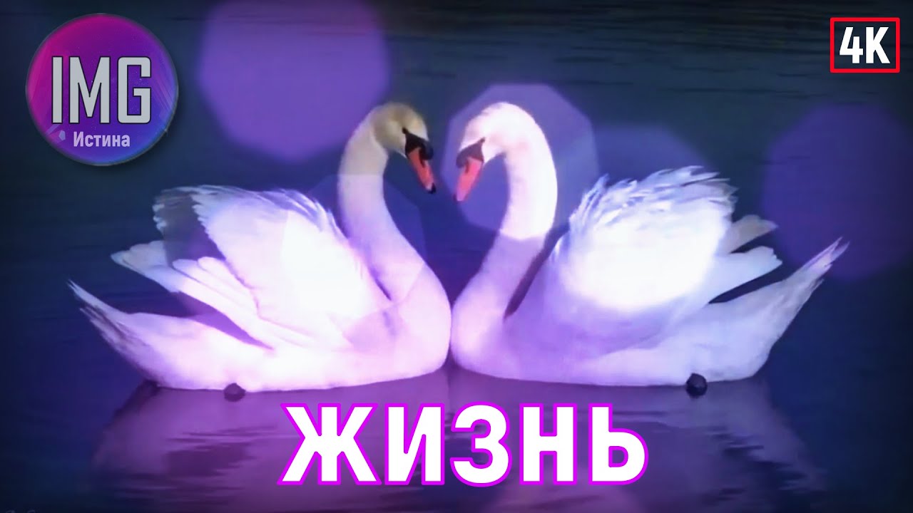 ✔️ ⁴ᴷ [אמת] ЖИЗНЬ