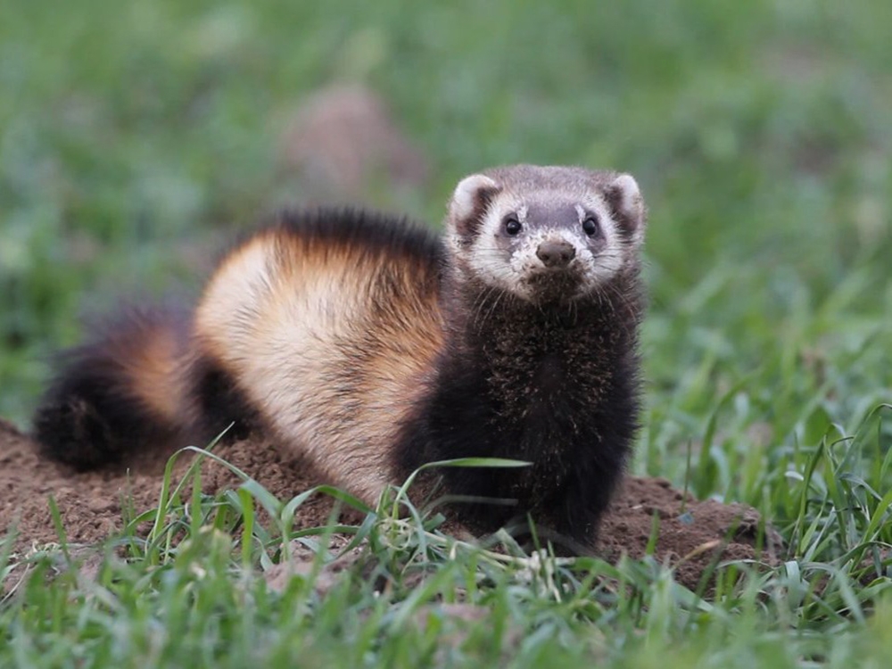 Животный мир Купинского района. Степной хорек.